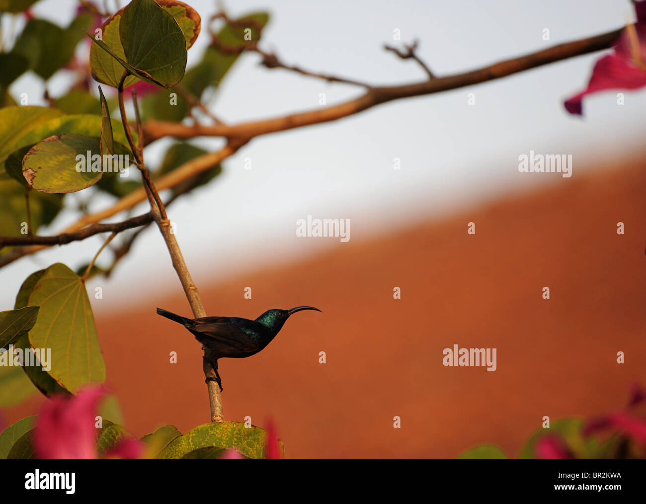Indian hummingbird hi-res stock photography and images - Alamy