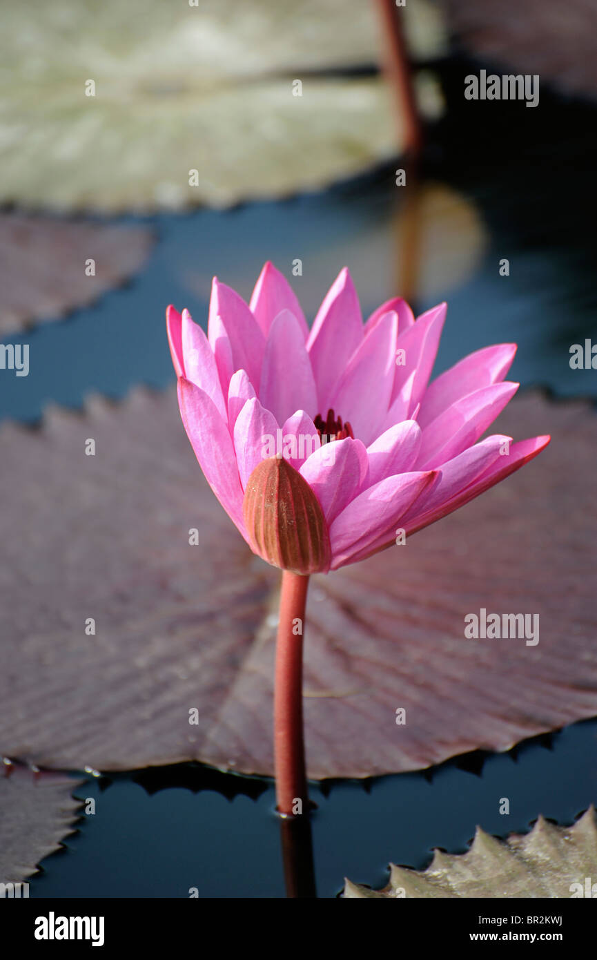 Indian lilly hi-res stock photography and images - Alamy