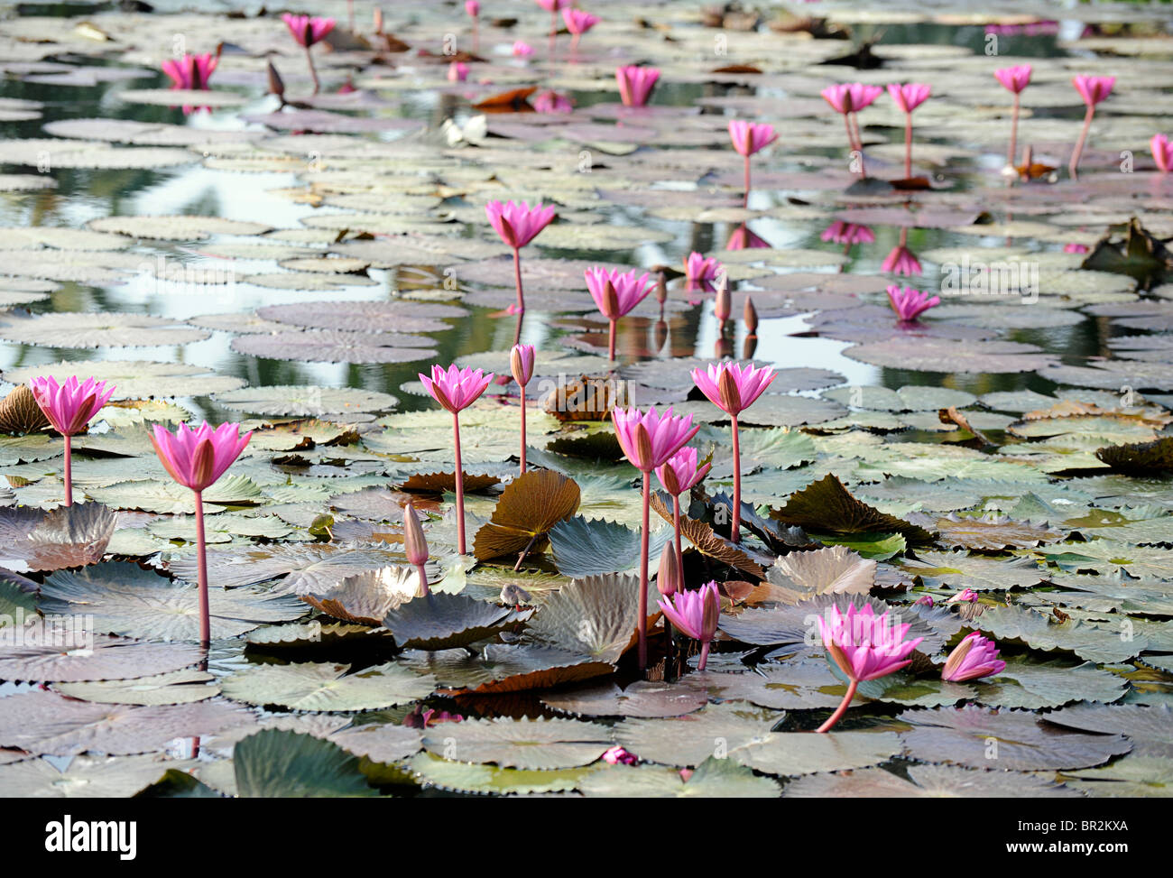 Indian lilly hi-res stock photography and images - Alamy