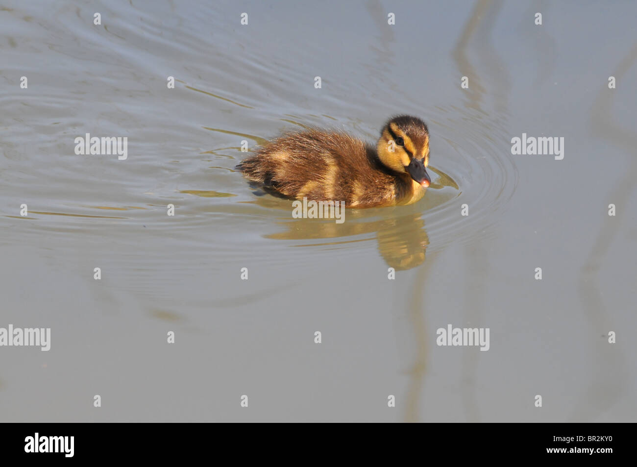 Single duckling swimming hi-res stock photography and images - Alamy