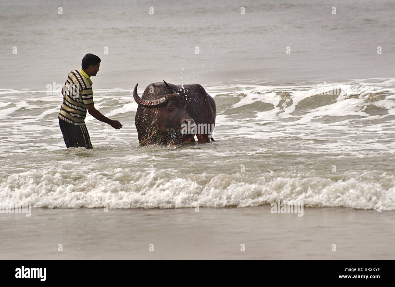 Man washing animals hi-res stock photography and images - Alamy