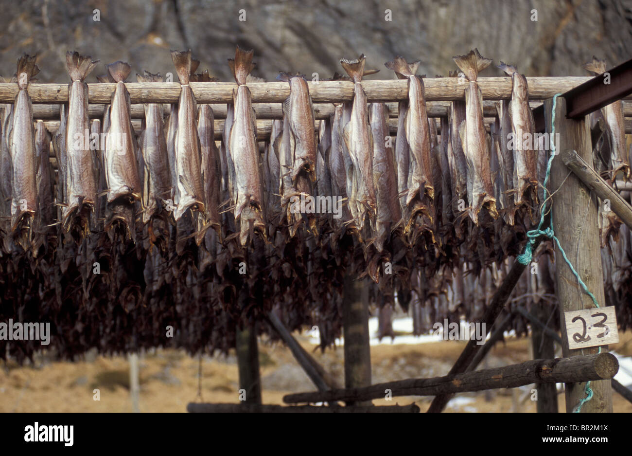 Drying Cod, Lofoten Islands, Norway Stock Photo - Alamy