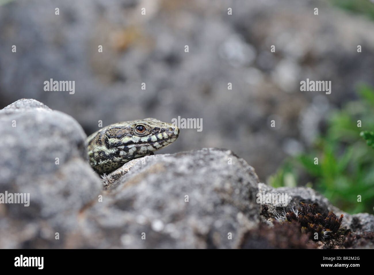 Common wall lizard - European wall lizard (Podarcis muralis) - head ...