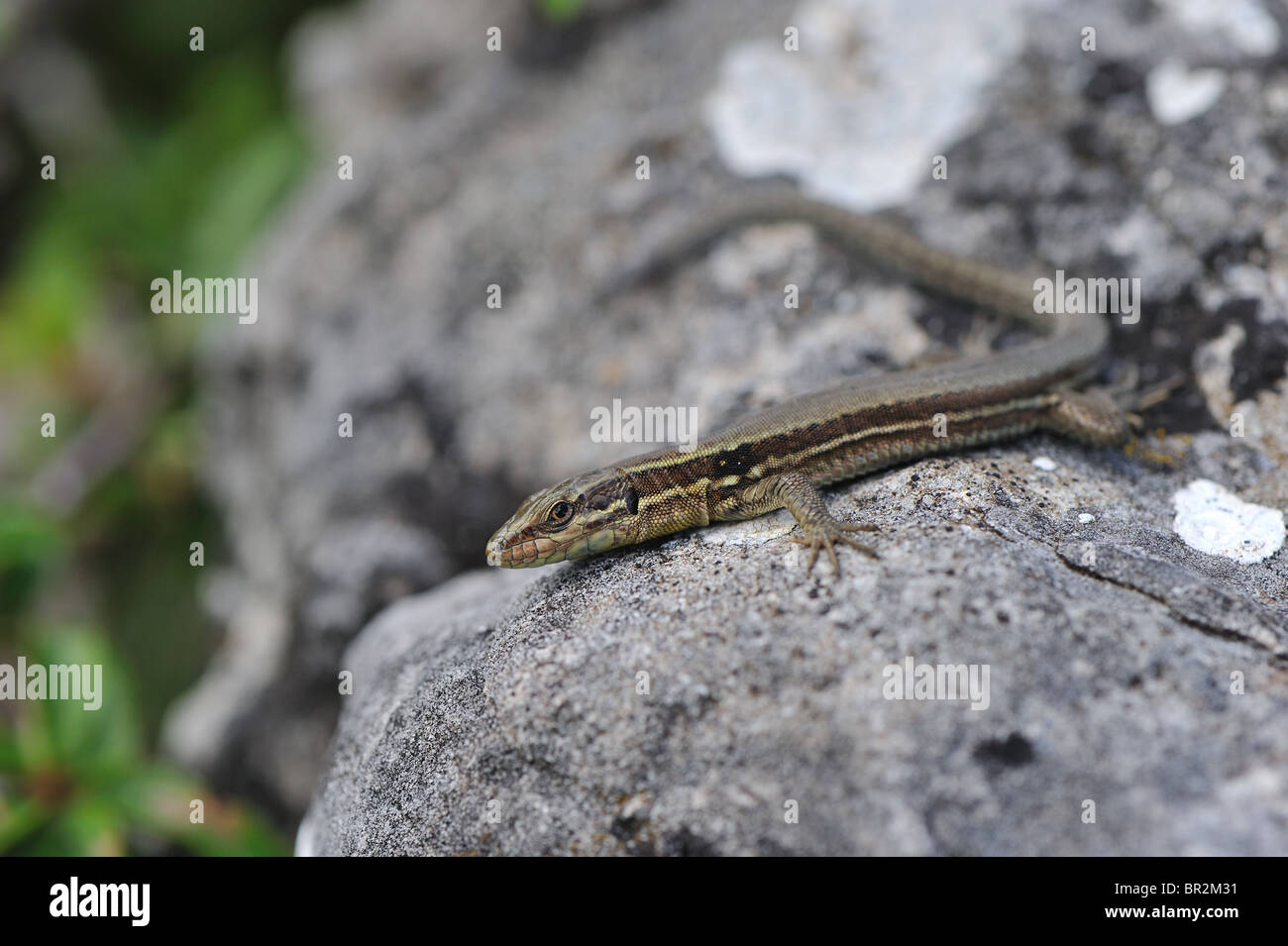 Common wall lizard - European wall lizard (Podarcis muralis) basking on ...