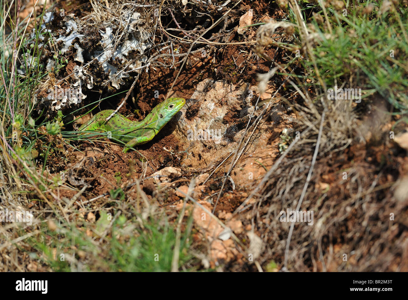 European Green lizard (Lacerta viridis) - female digging a hole to lay ...