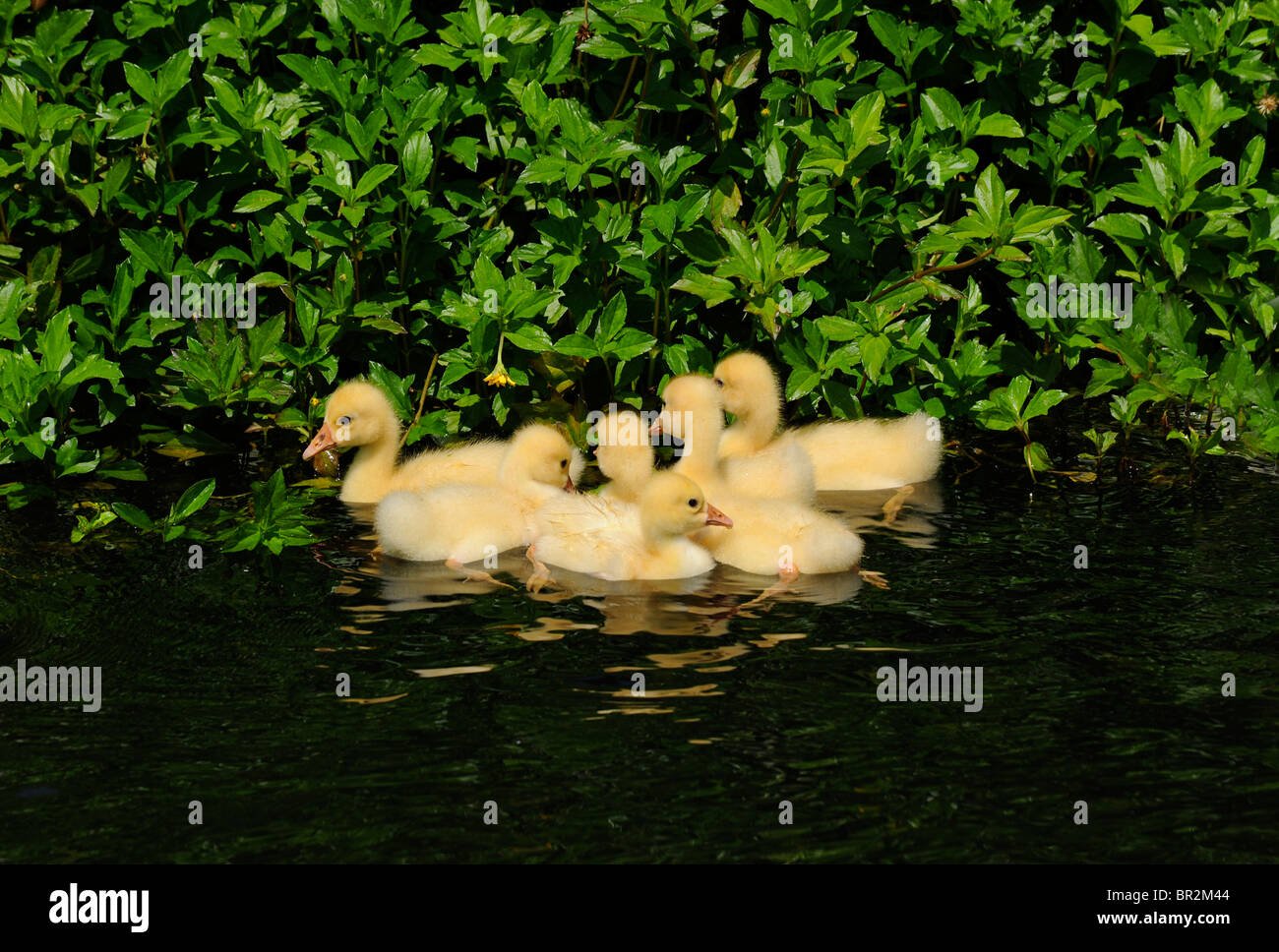 Yellow ducklings on water Stock Photo - Alamy