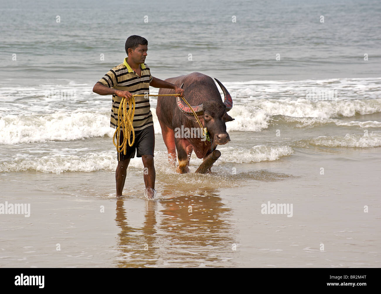 Indian man leading a washed water buffalo from the sea, Goa, India ...