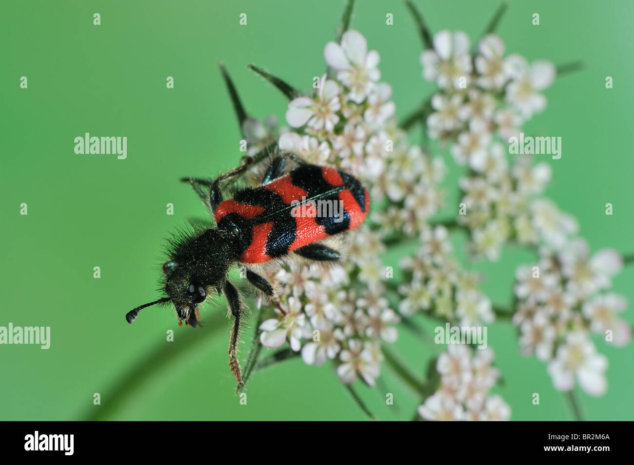 Trichodes apiarius beetle hi-res stock photography and images - Alamy