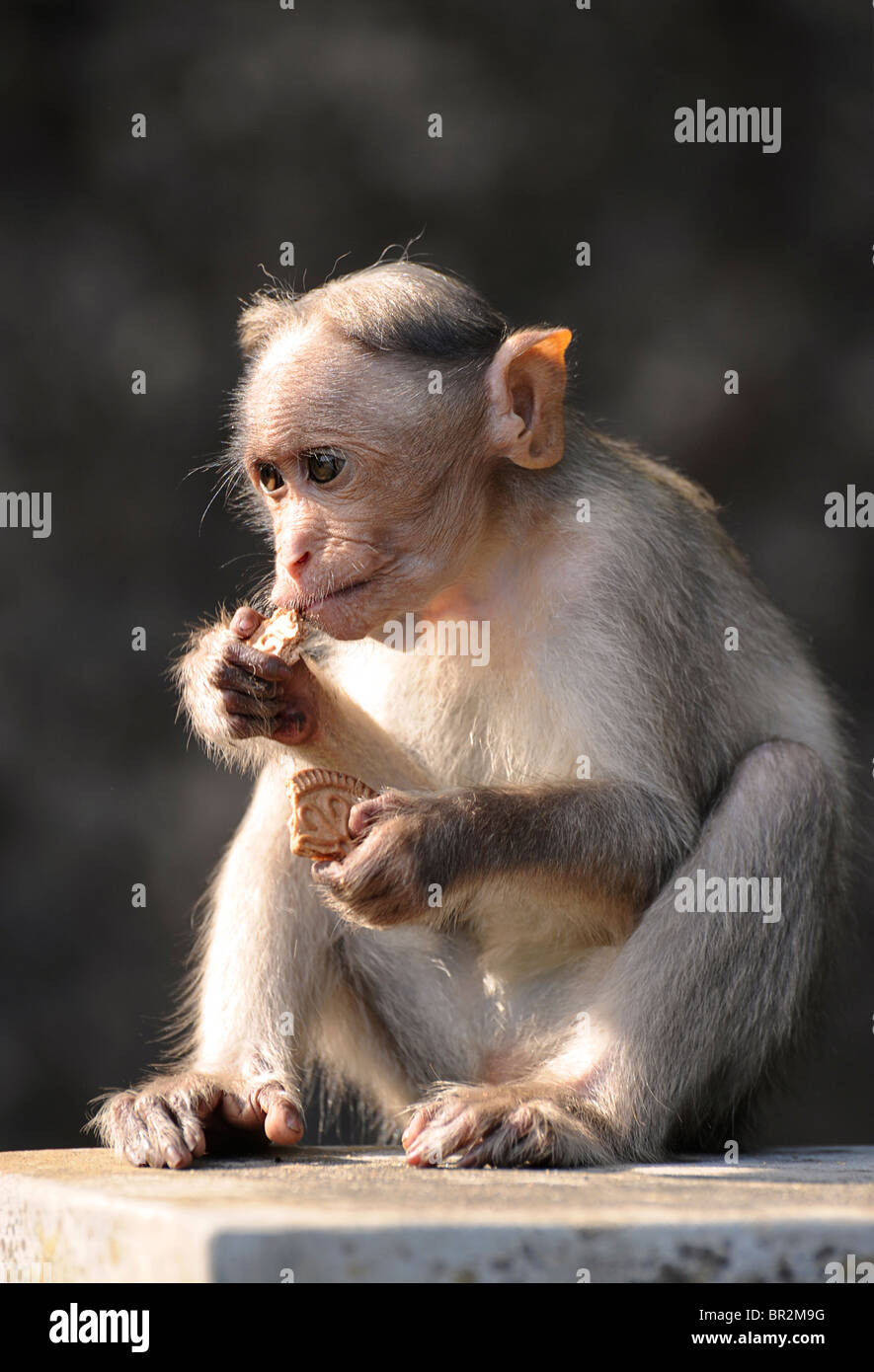Bald monkey hi-res stock photography and images - Alamy