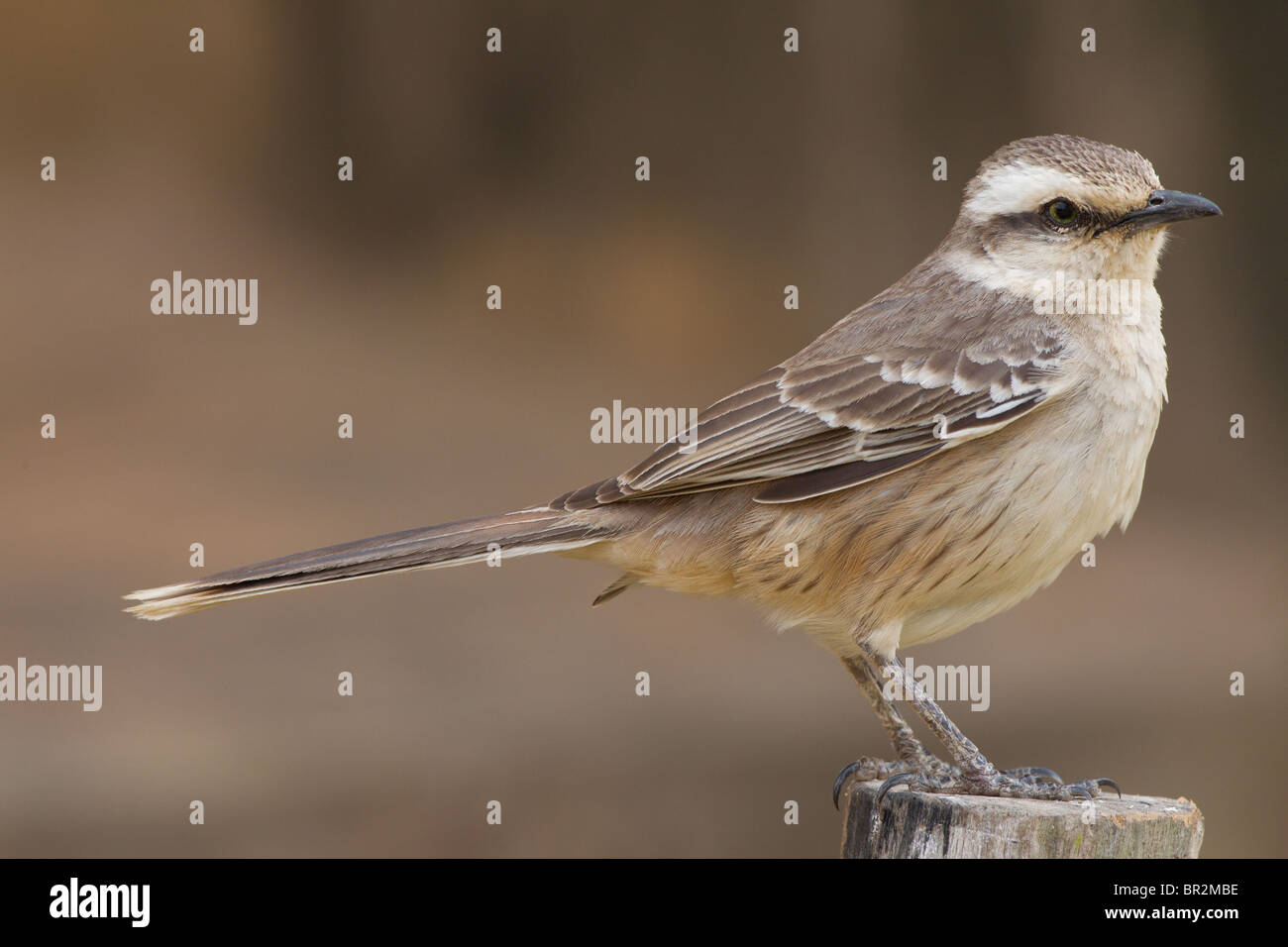 Mockingbird hi-res stock photography and images - Alamy