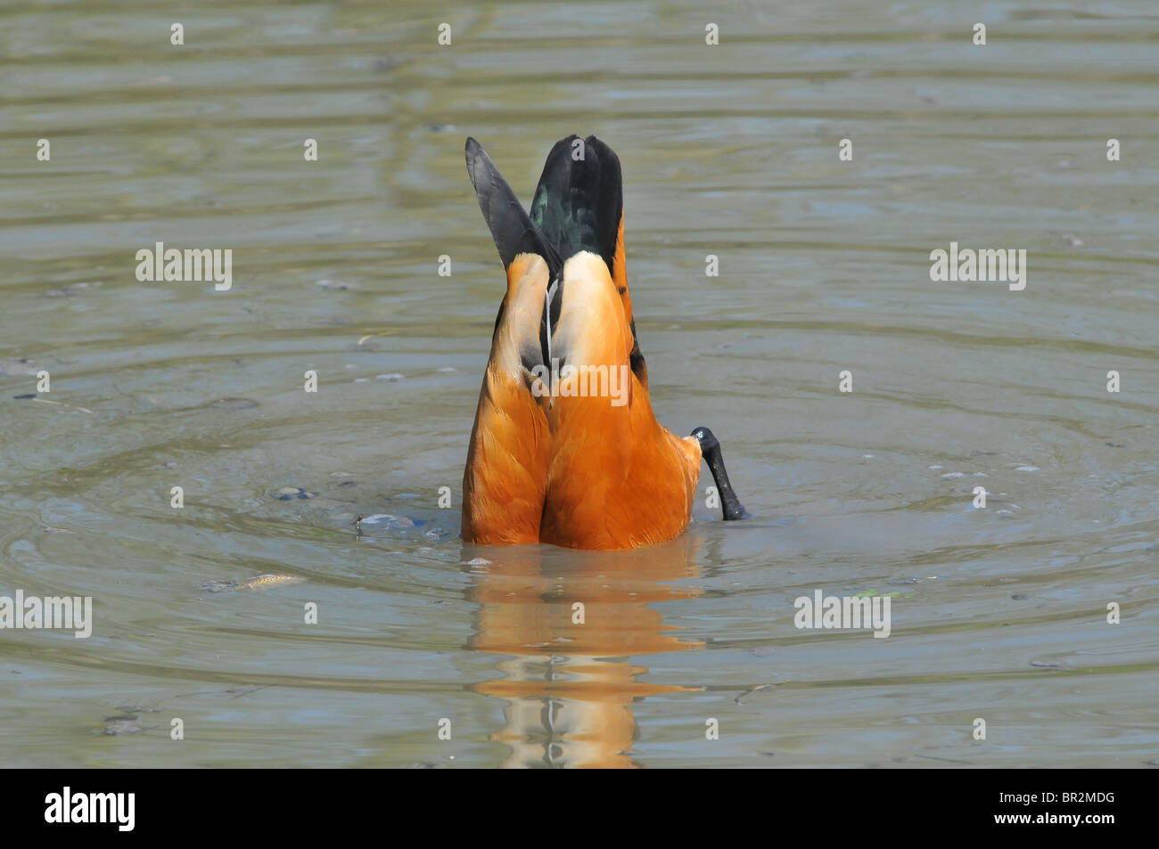 Cape shelduck hi-res stock photography and images - Alamy
