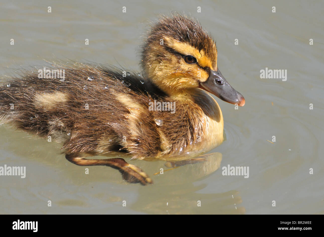 Single duckling swimming hi-res stock photography and images - Alamy