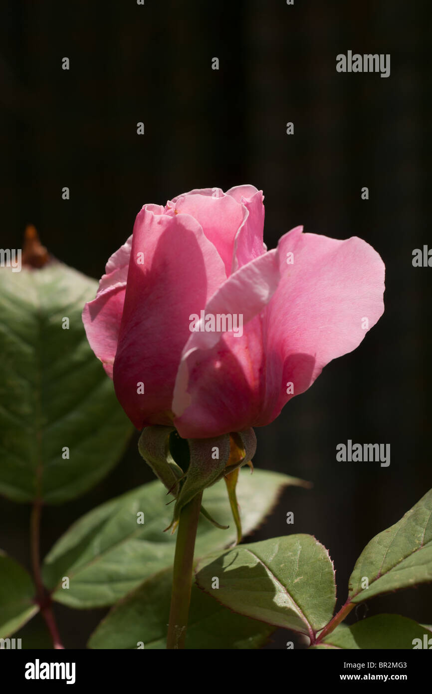 Pink Rose Flower Bloom Stock Photo - Alamy