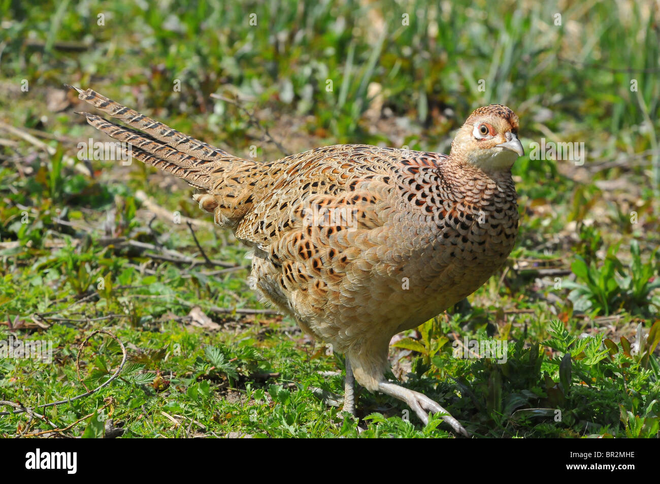 Female pheasant Stock Photo - Alamy