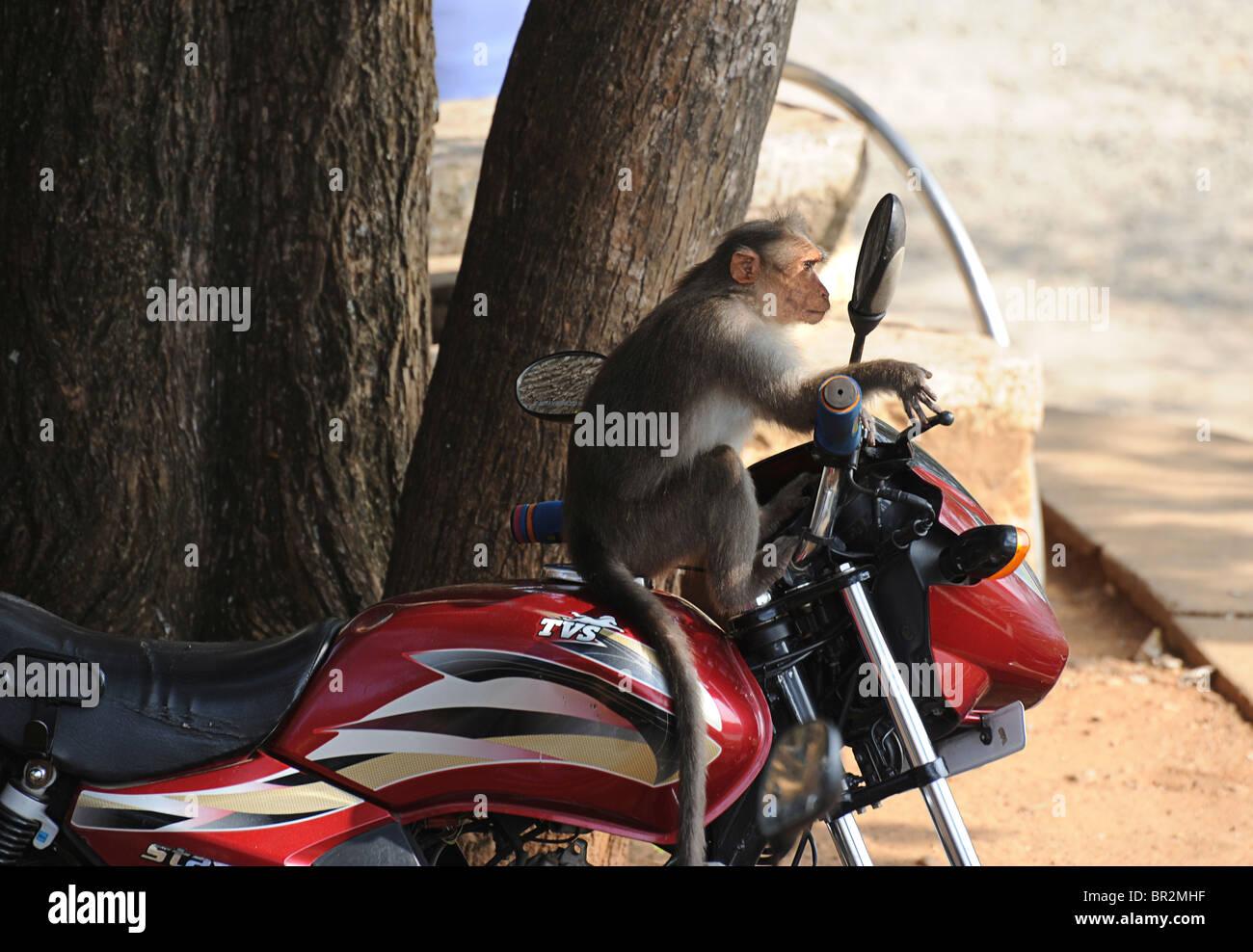 Motorcycle monkey hi-res stock photography and images - Alamy