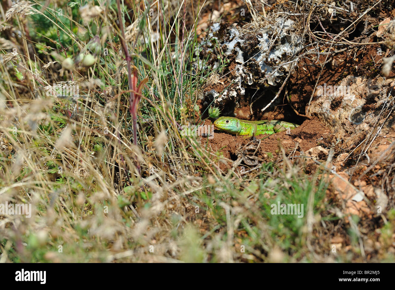 European green lizard (Lacerta viridis) - female digging a hole to lay ...