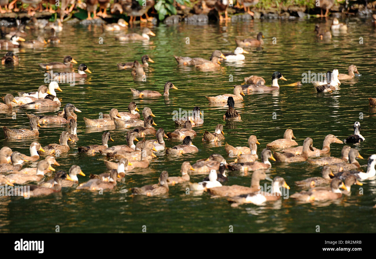 Water birds of kerala hi-res stock photography and images - Alamy