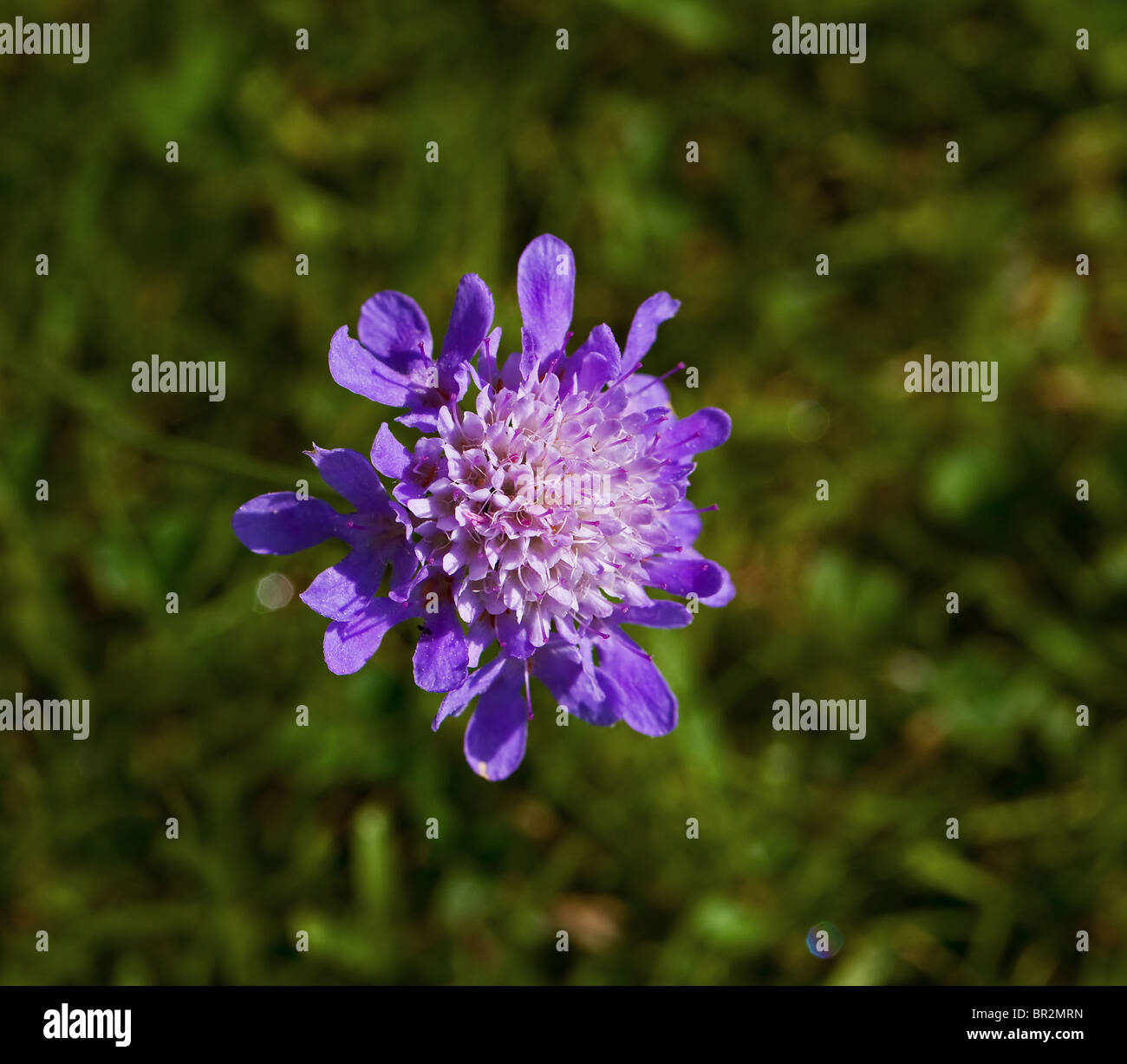 Fall wild flower hi-res stock photography and images - Alamy