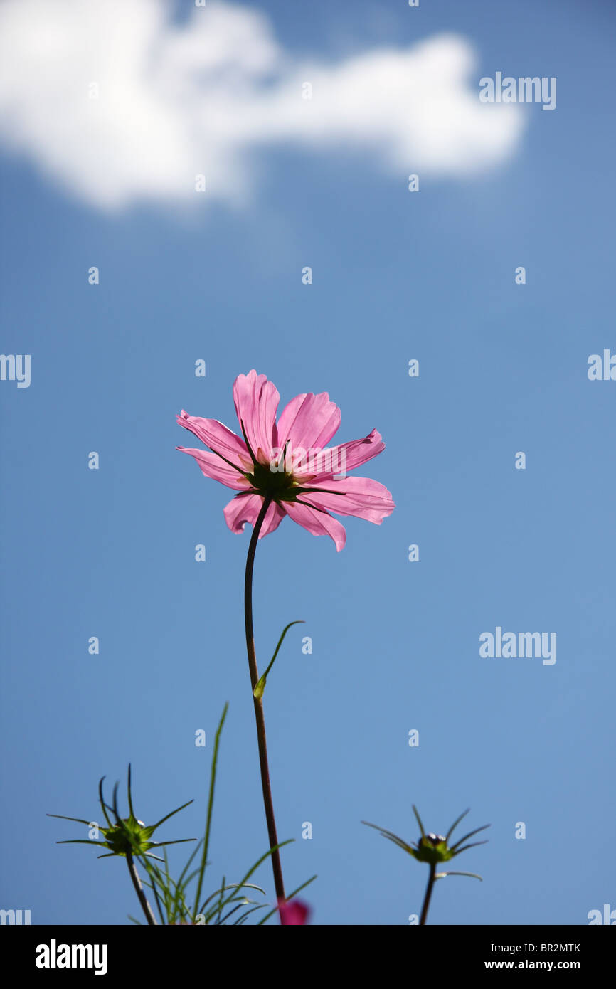 Pink flower against blue sky Pink daisy against blue sky Stock Photo ...