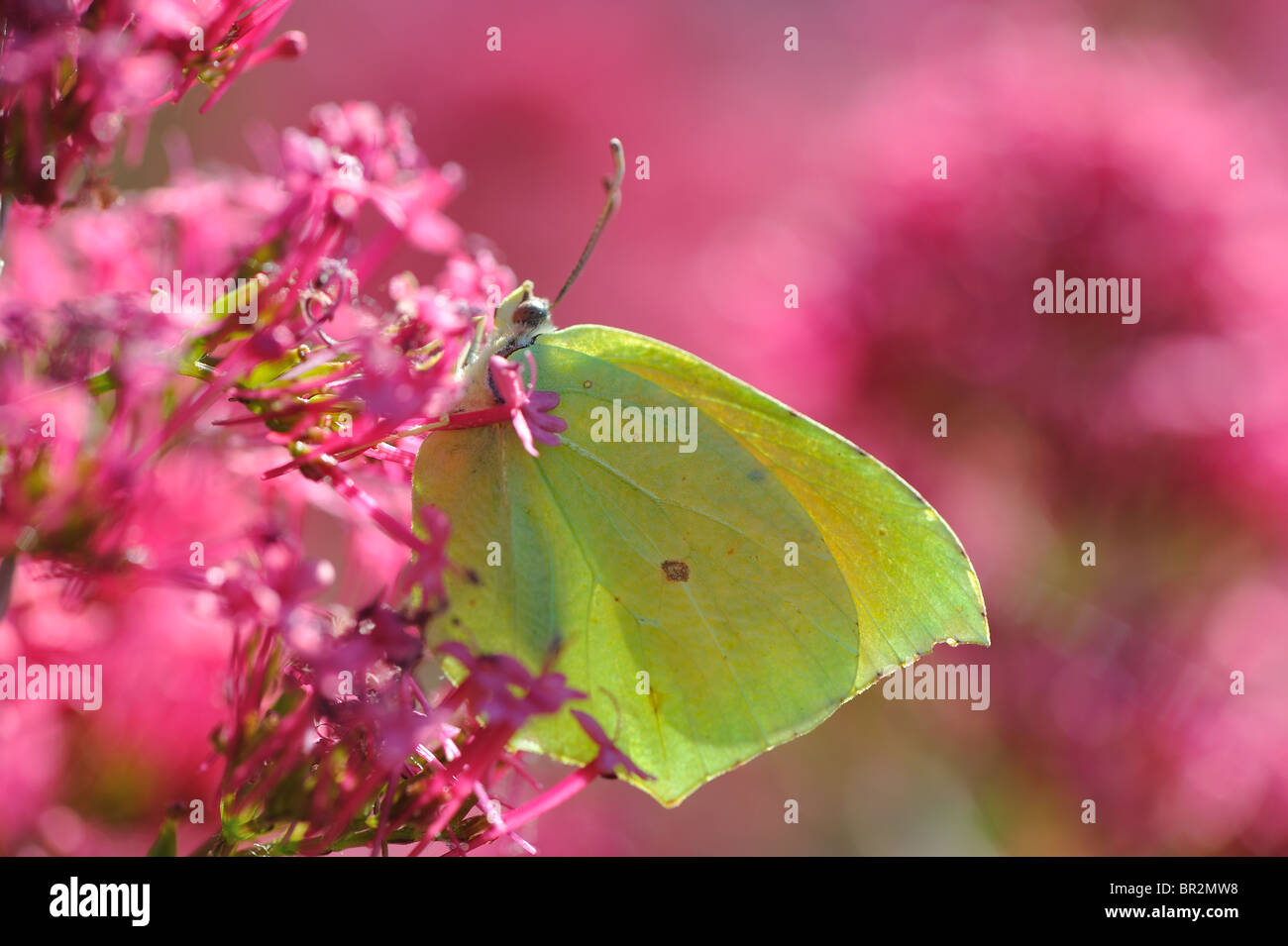 Cleopatra butterfly hi-res stock photography and images - Alamy
