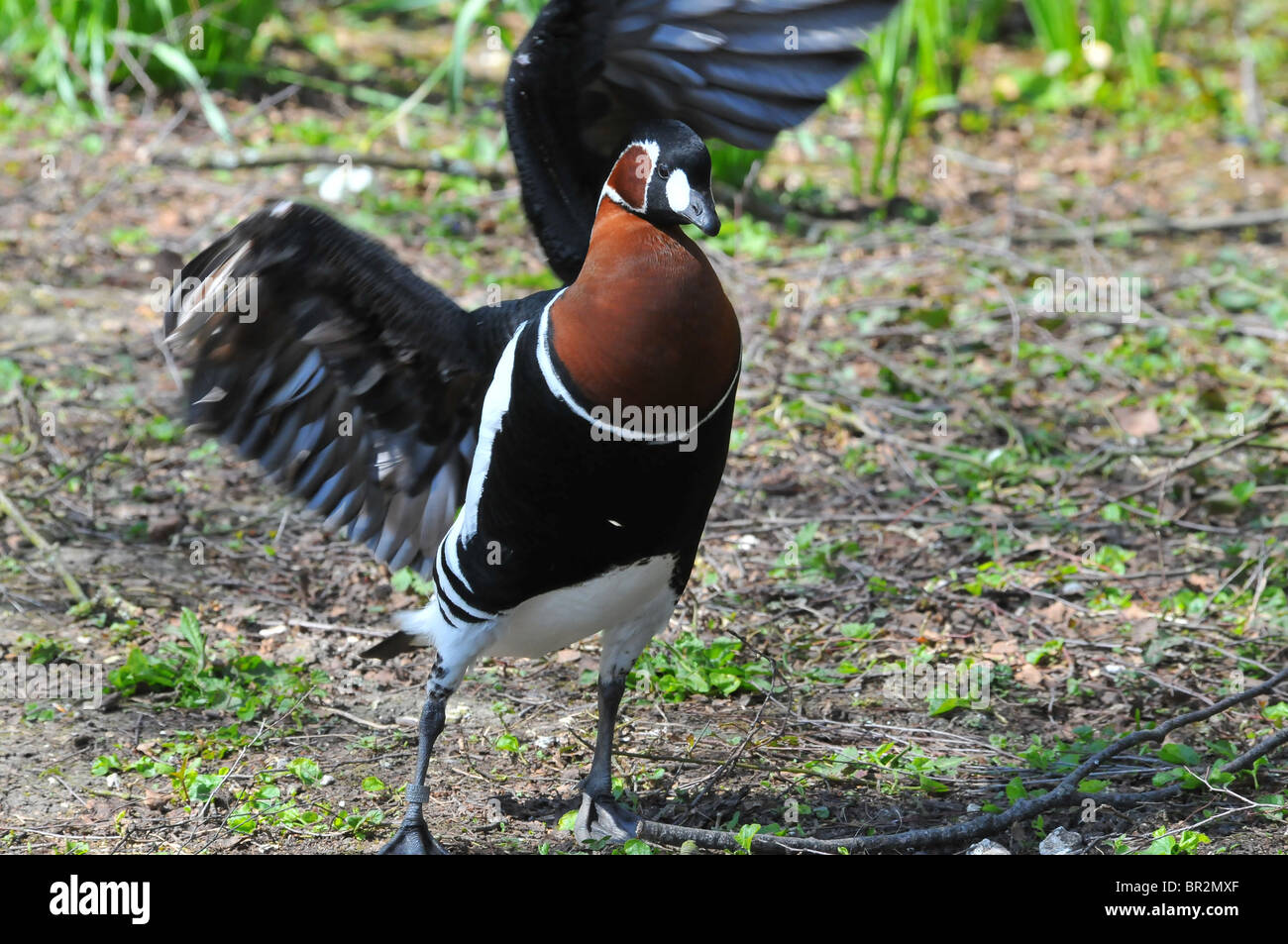 Red Breasted Goose Stock Photo - Alamy