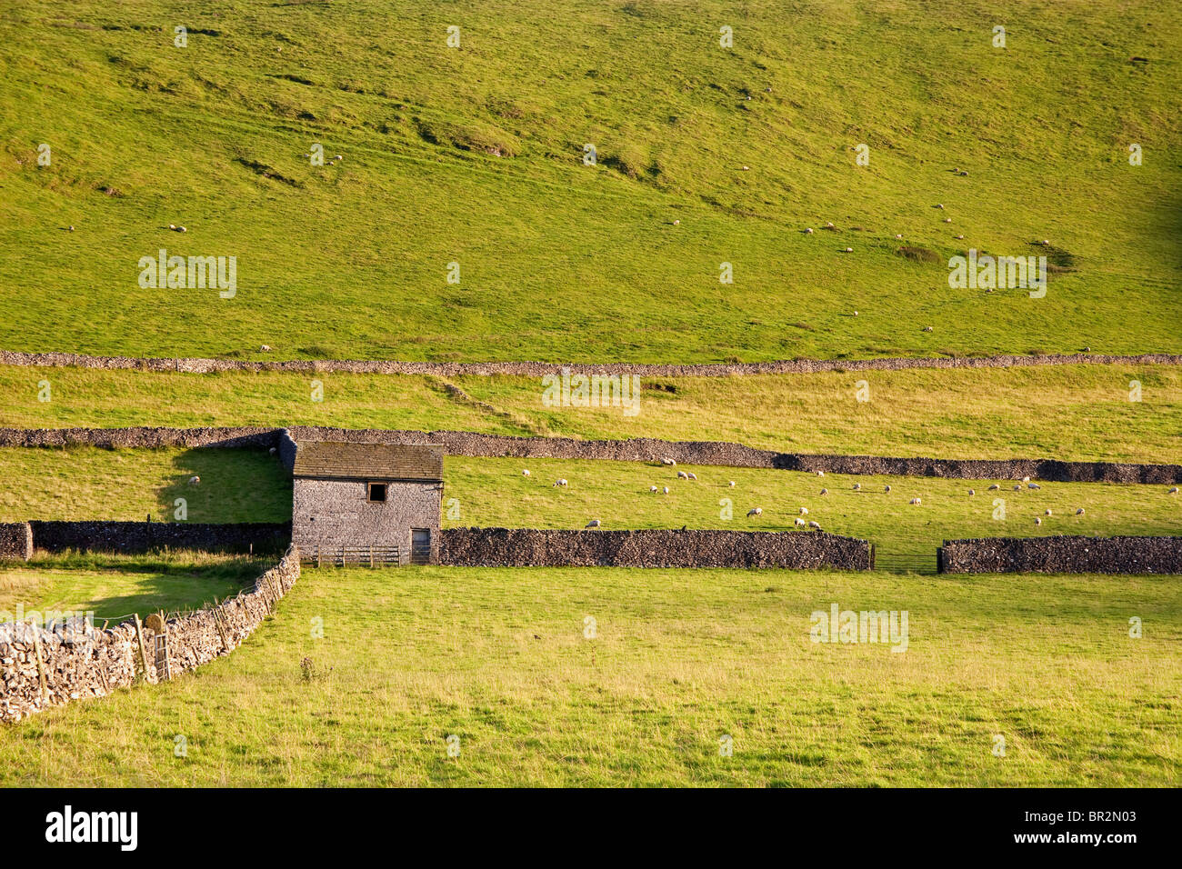 Castleton Sheep Peak District High Resolution Stock Photography and ...
