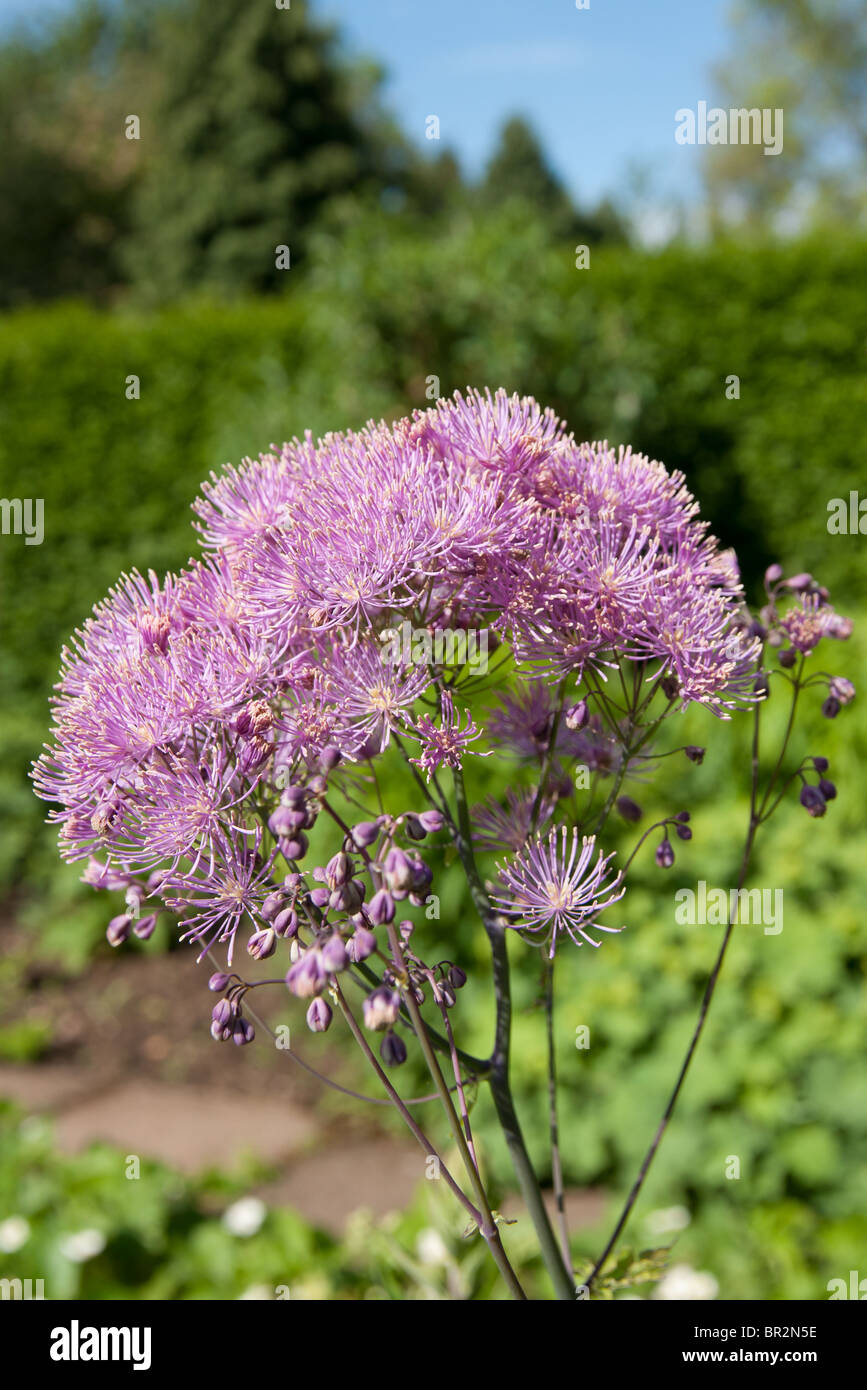 Eupatorium purpureum hi-res stock photography and images - Alamy