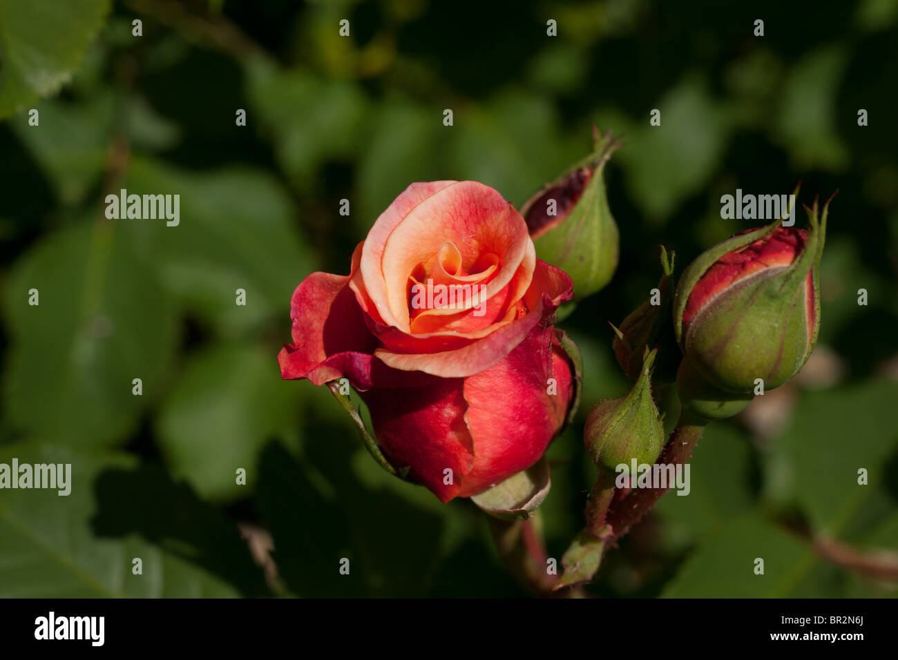 Pink Rose Flower Bloom Stock Photo - Alamy
