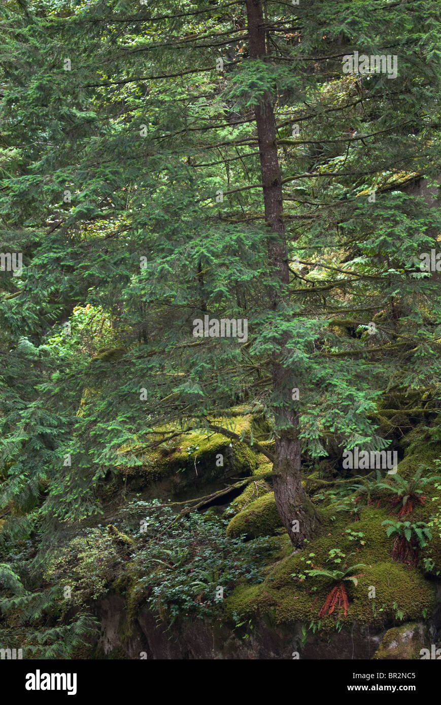Forest of bc hi-res stock photography and images - Alamy