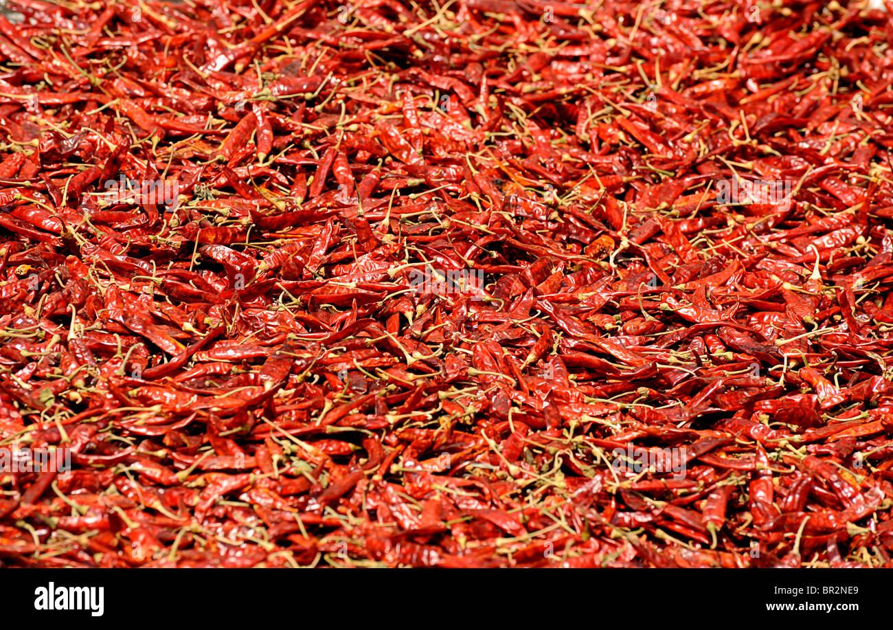Red chilli laid out to dry, Kerala, India Stock Photo - Alamy