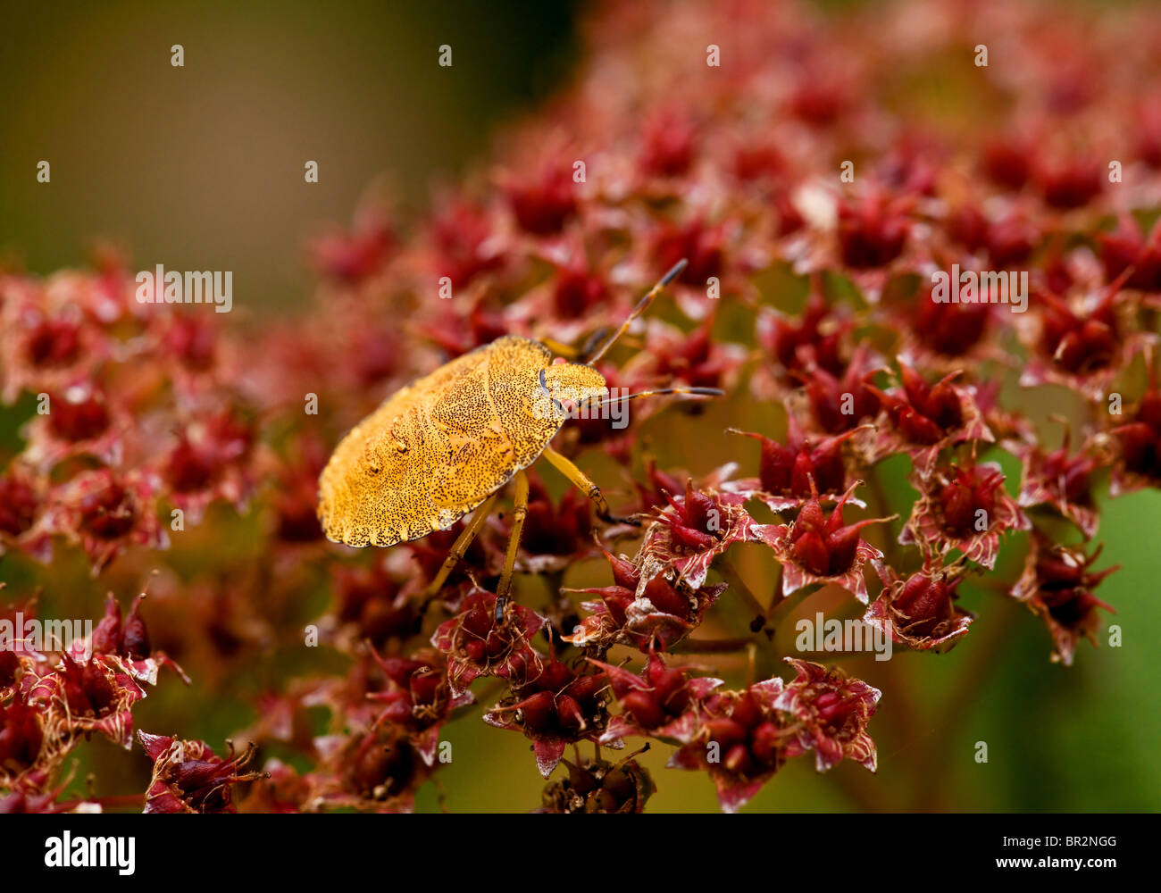 Green Shield Bug yellow morph Stock Photo - Alamy