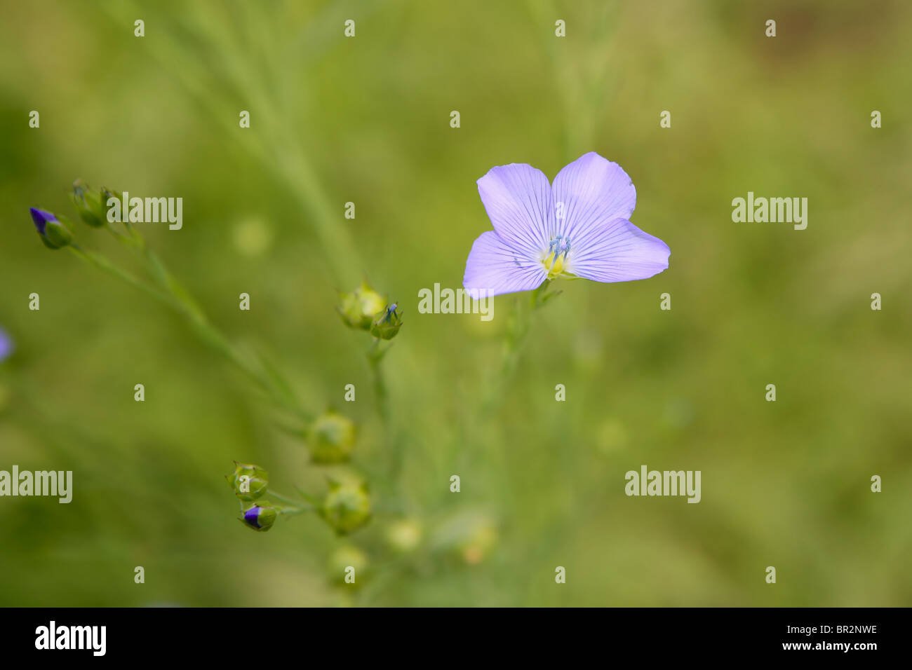 Family Linaceae High Resolution Stock Photography and Images - Alamy