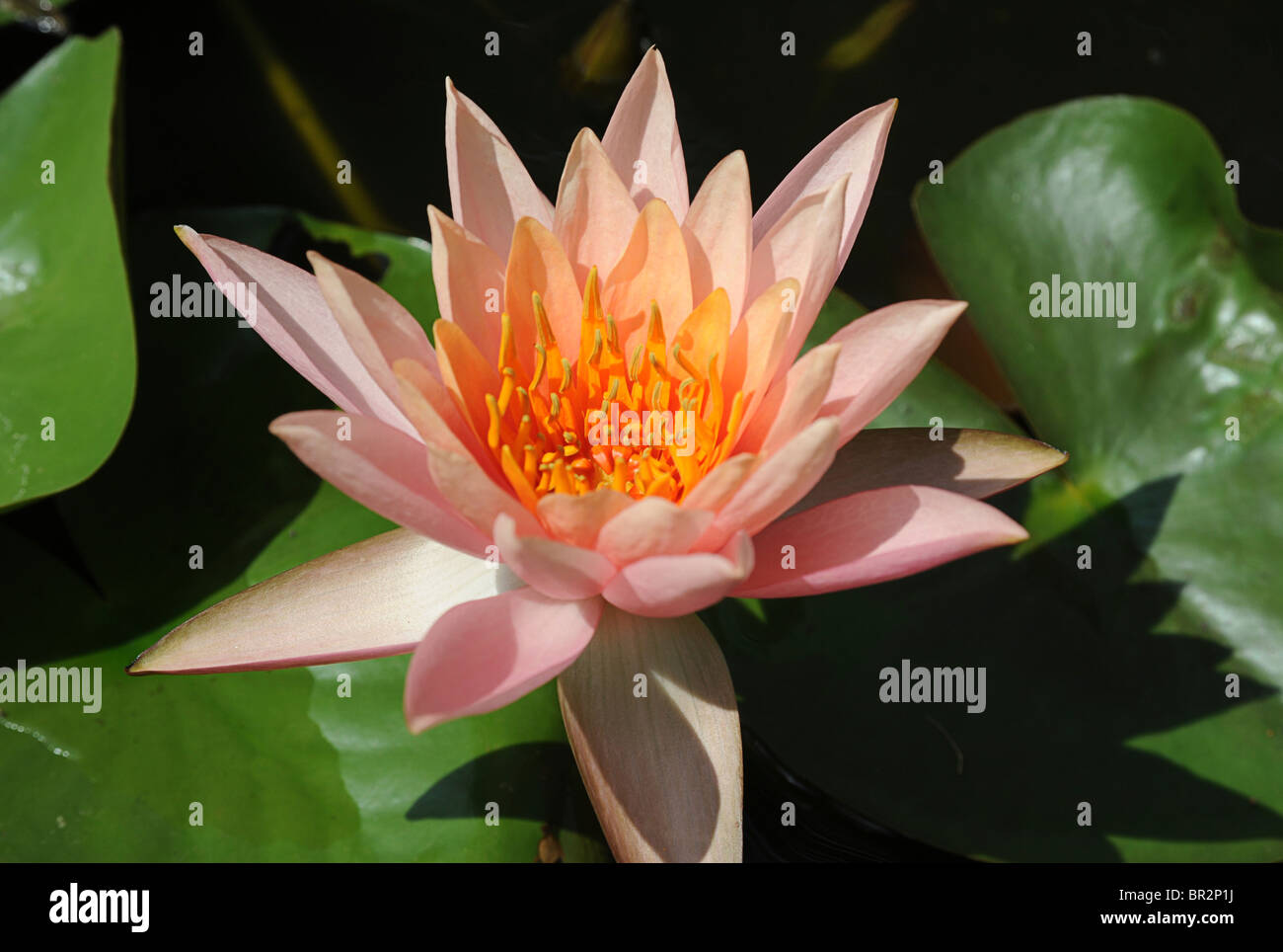 Indian lilly hi-res stock photography and images - Alamy