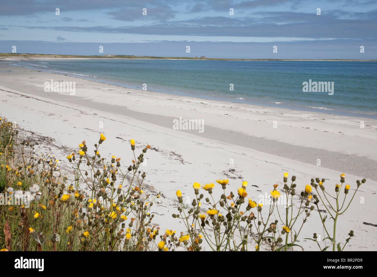Sanday beach hi-res stock photography and images - Alamy
