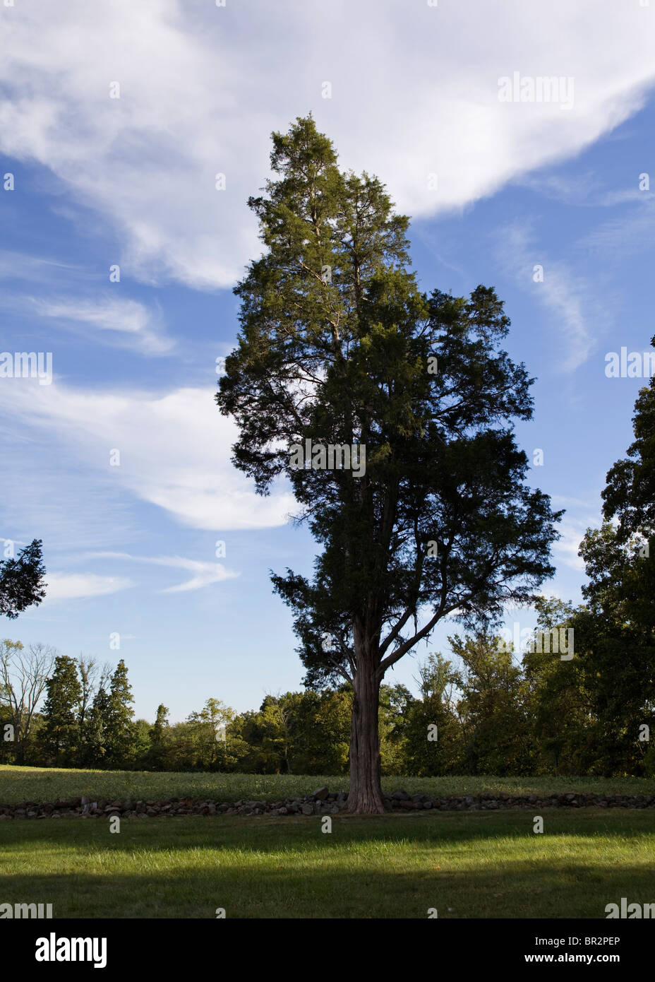 Tall Cedar tree Stock Photo - Alamy