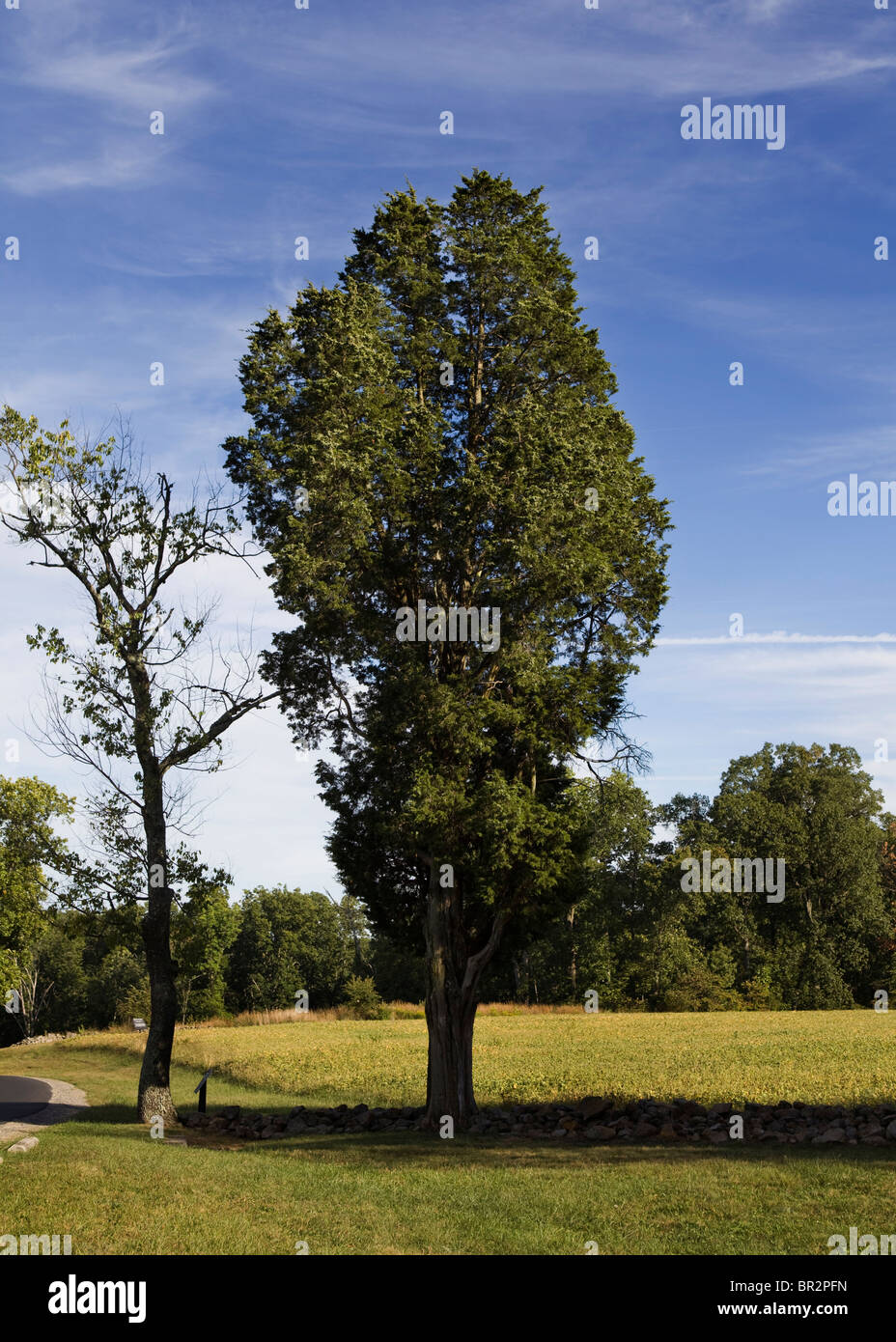 Tall Cedar tree Stock Photo - Alamy