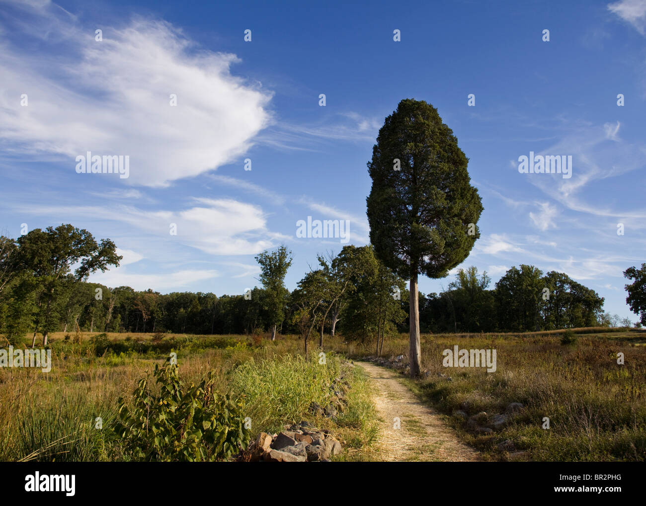 Single cedar hi-res stock photography and images - Alamy