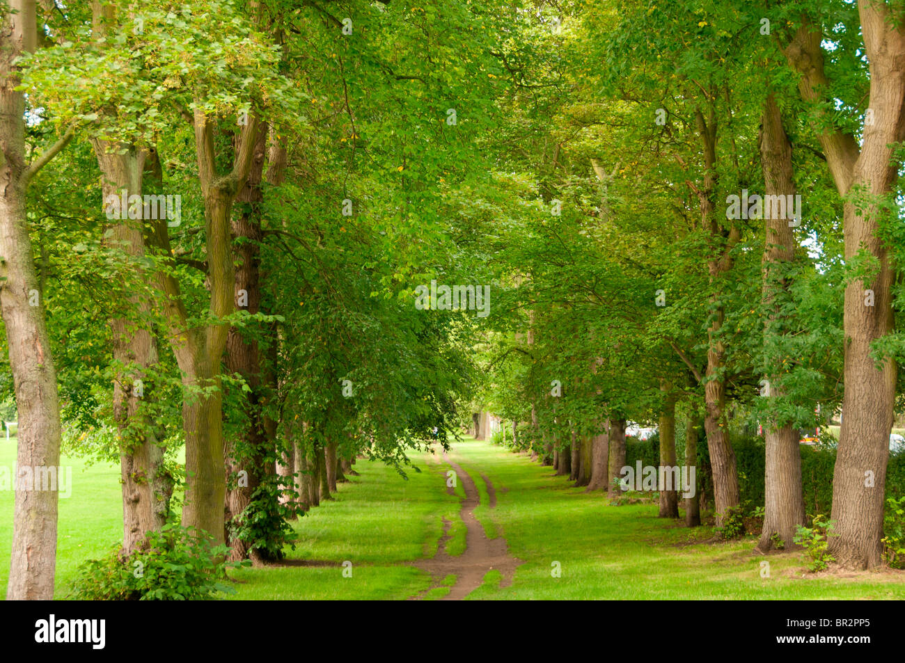 Path between the green trees Stock Photo - Alamy