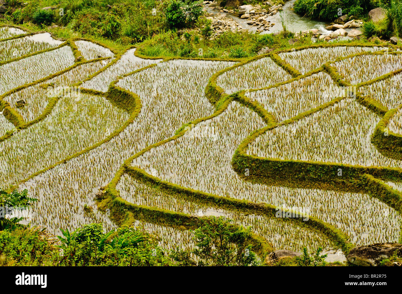 A beautiful view of the rice fields in Sapa, Vietnam Stock Photo - Alamy
