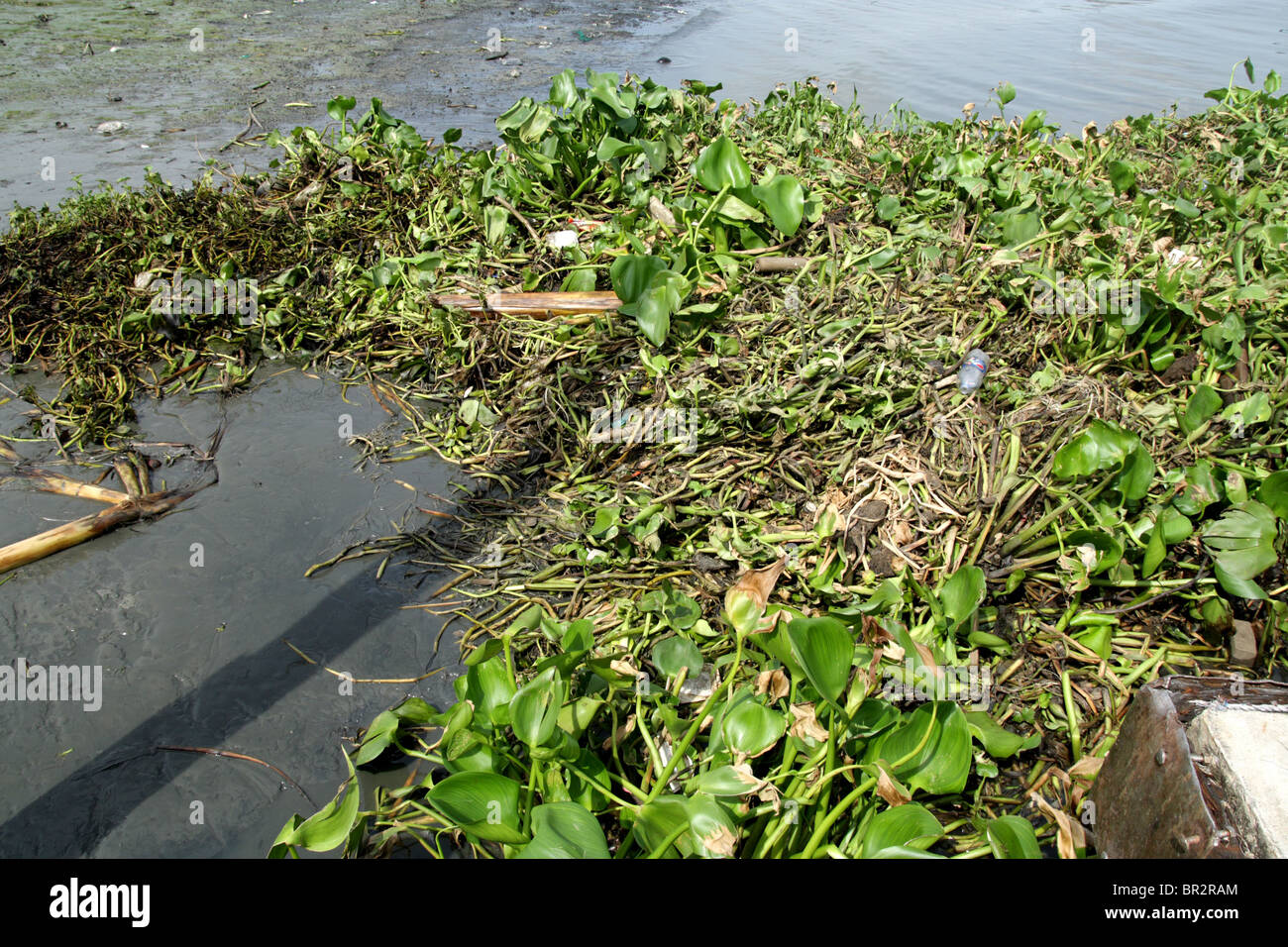 Water hyacinth in the river hi-res stock photography and images - Alamy
