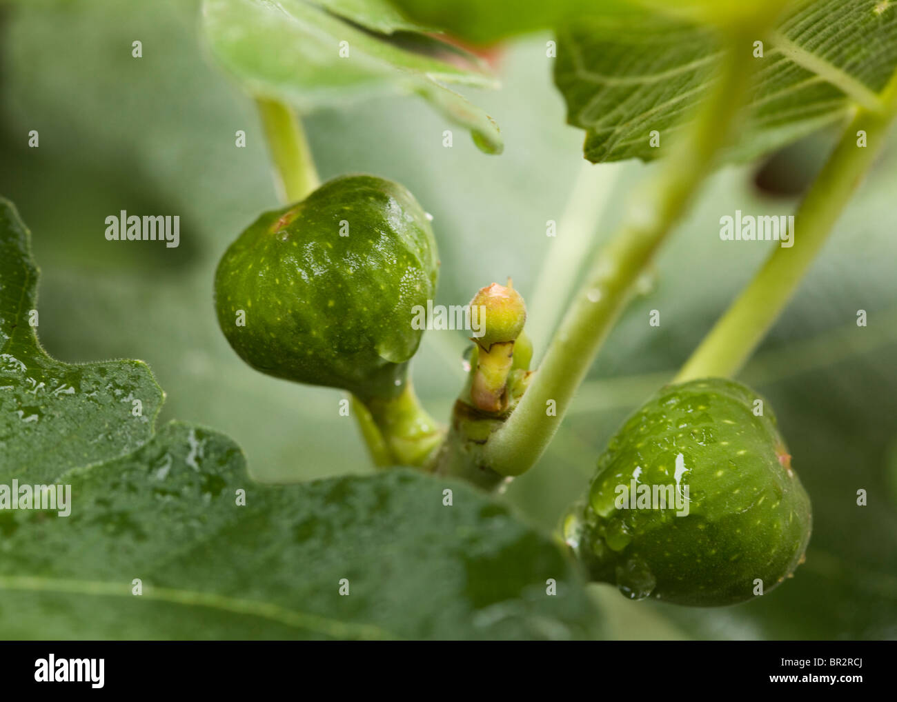 Common Fig High Resolution Stock Photography and Images - Alamy
