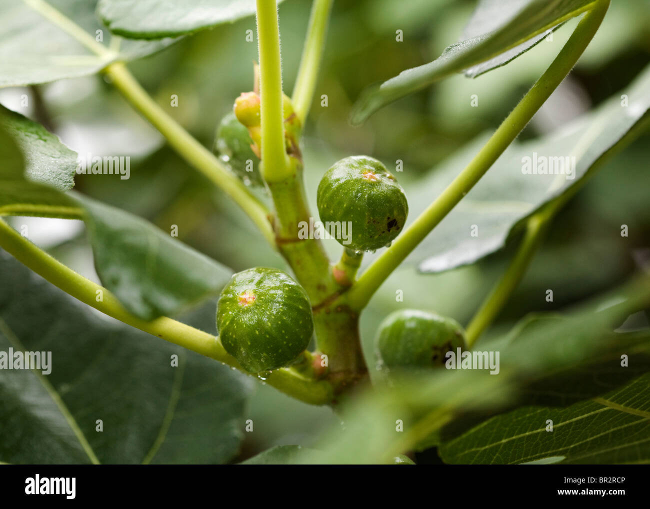 Ficus carica fig fruit common fig ficus carica ficus carica hi-res ...