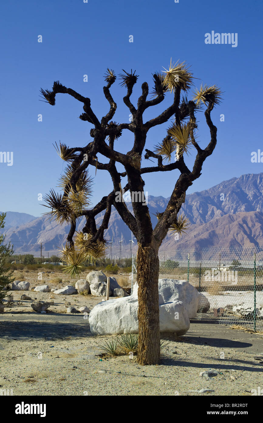 Burned joshua tree hi-res stock photography and images - Alamy