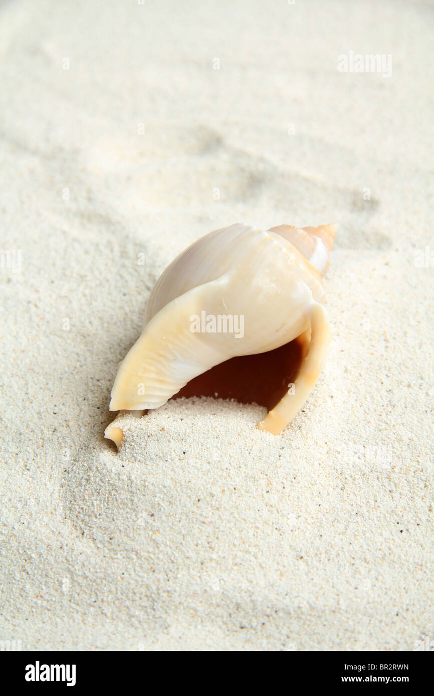 Shell on beach sand Stock Photo - Alamy