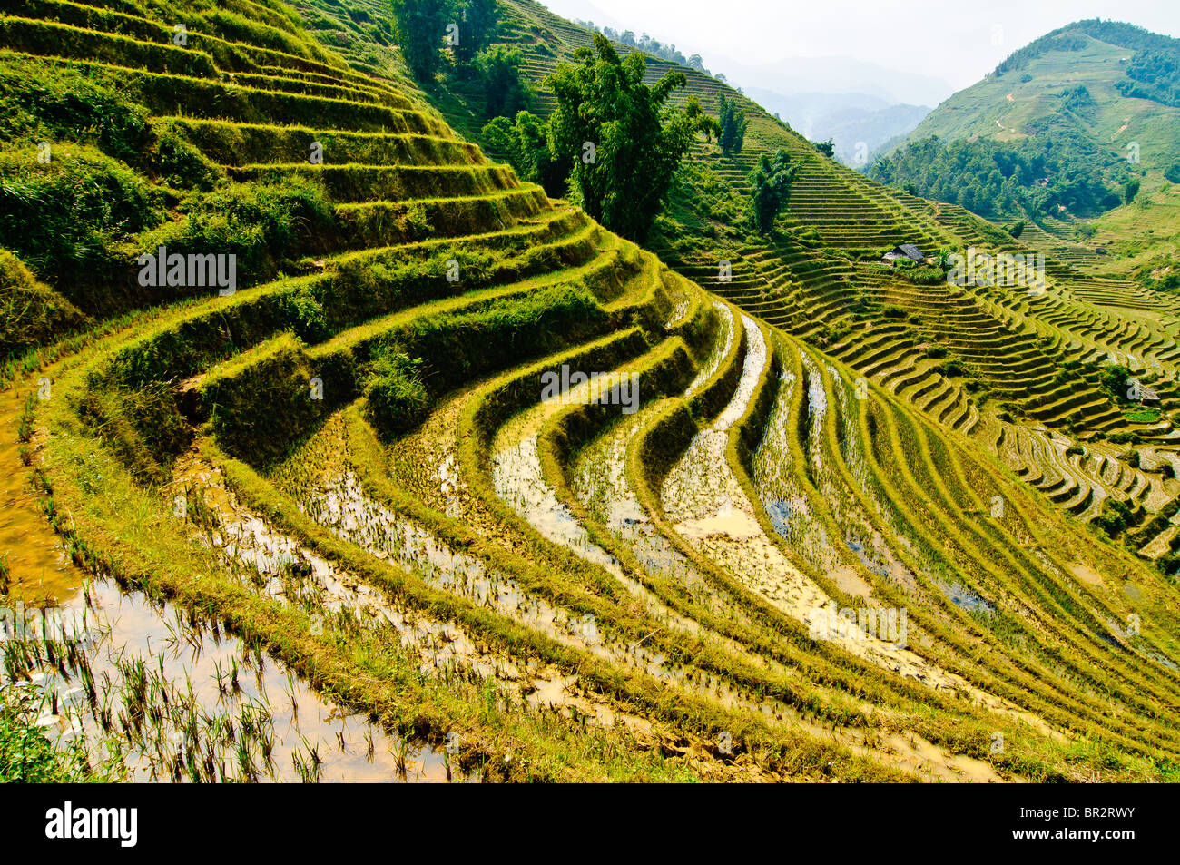 A beautiful view of the rice fields in Sapa, Vietnam Stock Photo - Alamy