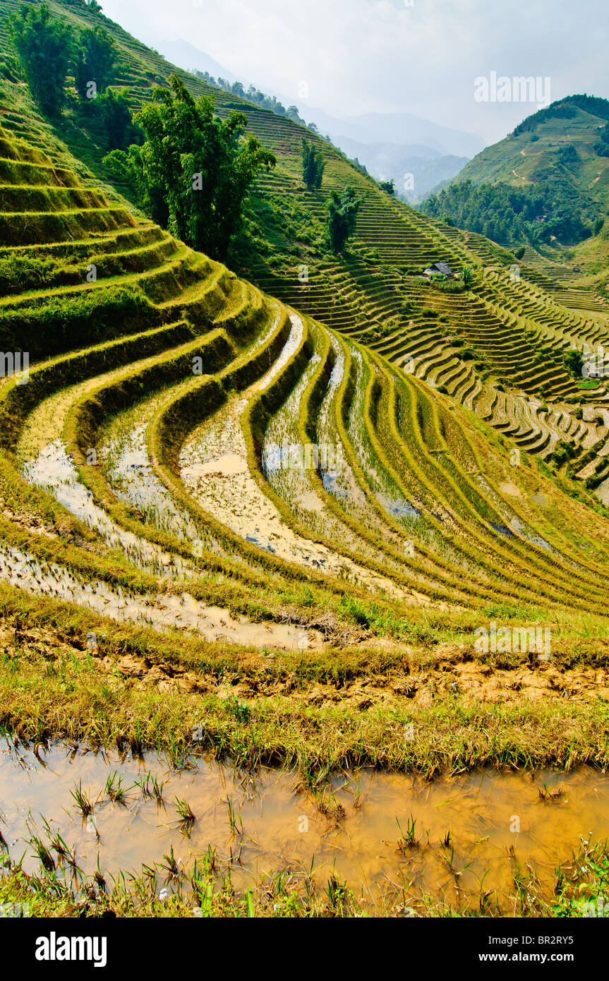 A beautiful view of the rice fields in Sapa, Vietnam Stock Photo - Alamy