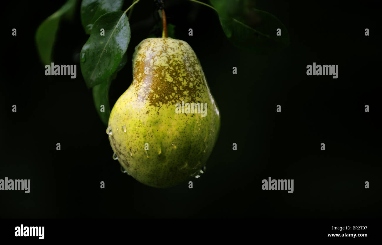 a wet pear in black background Stock Photo - Alamy