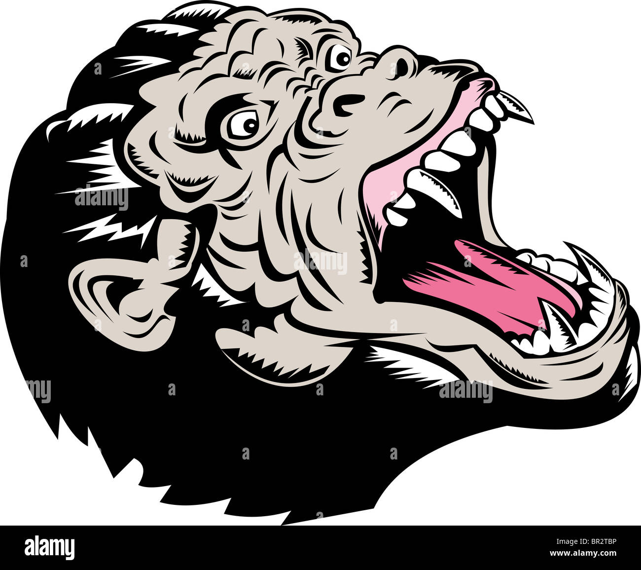 woodcut style illustration of an angry ape primate chimpanzee baring ...