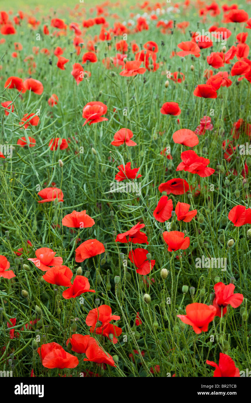Poppy fields in the British countryside Derbyshire England Stock Photo ...