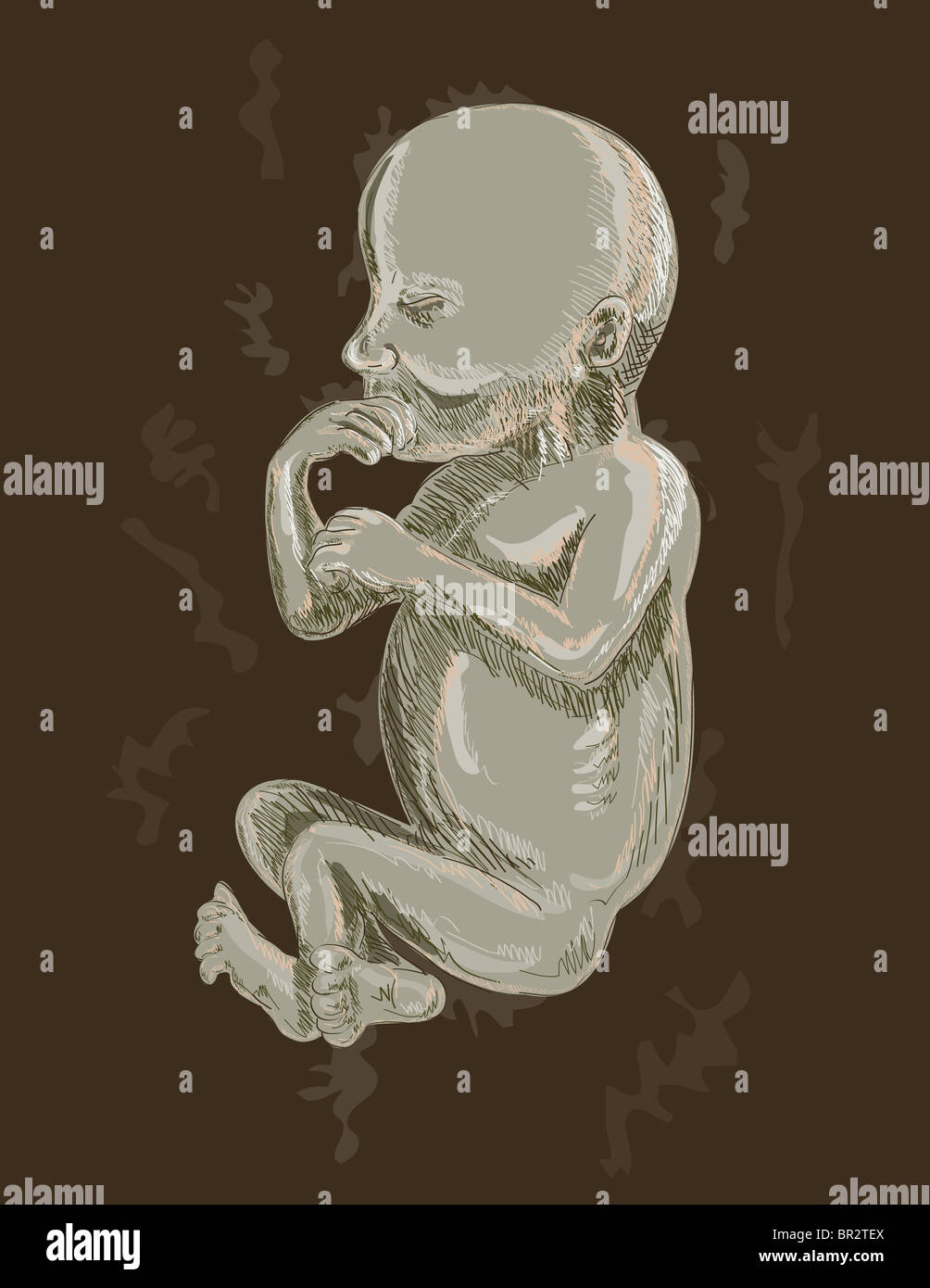 hand sketched illustration of a 19 week old human fetus set in dark ...